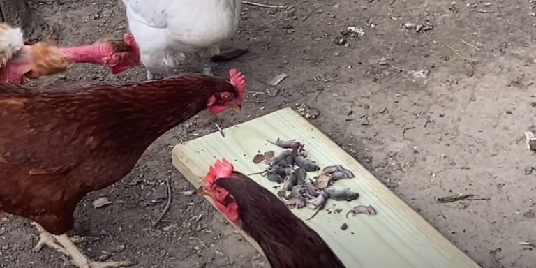 Do Chickens Eat Mice?