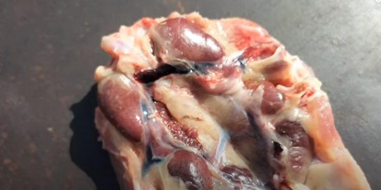 Do Chickens Have Kidneys?