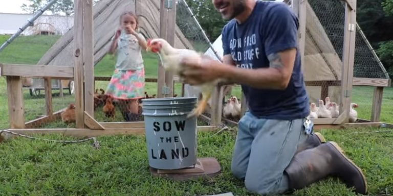 How Much Does A Chicken Weigh?