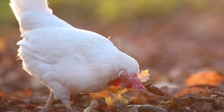 How Much Does A Chicken Weight? - Poultry Care Sunday