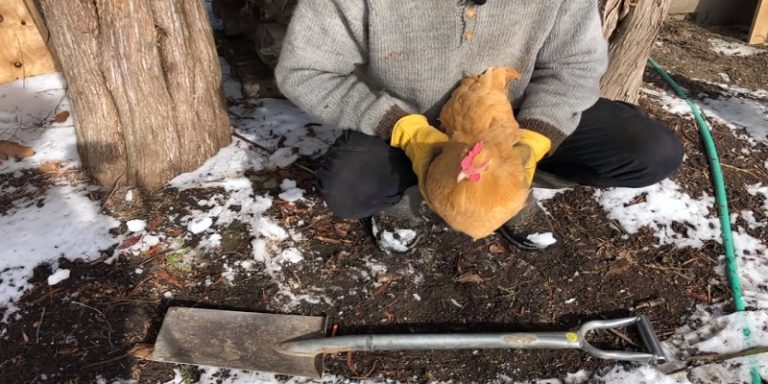 Poultry Care Sunday | Birds, Pets, Poultry, Other Animals Information ...