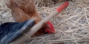 How To Humanely Euthanize A Chicken?
