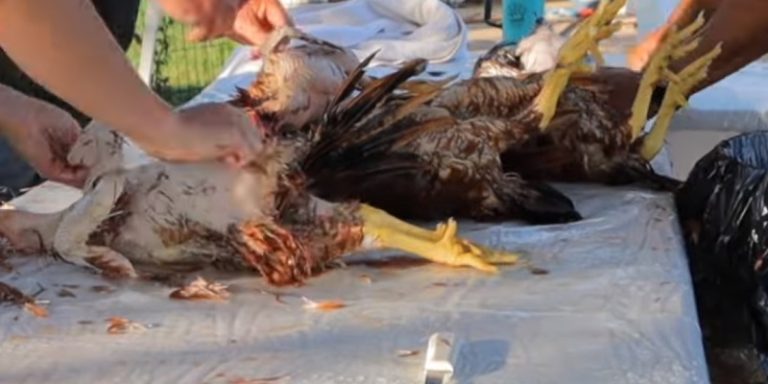 What Are The Best Tips For Plucking A Chicken?