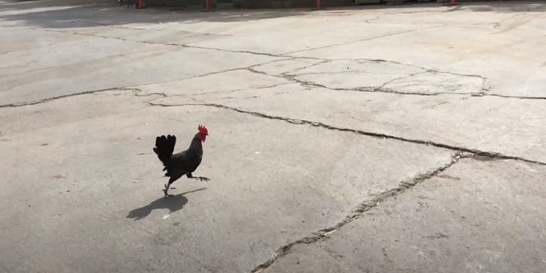 What Is A Straight Run Chicken? - Poultry Care Sunday