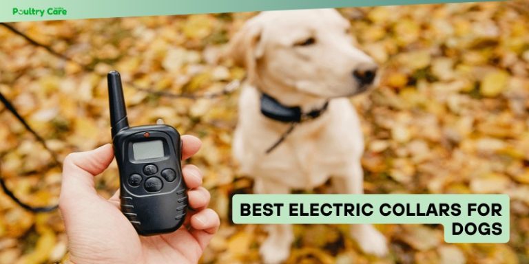 8 Best Electric Collars For Dogs To Buy In 2025