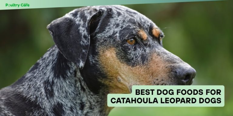 Our 8 Best Dog Foods For Catahoula Leopard Dogs – Top Picks Of 2025