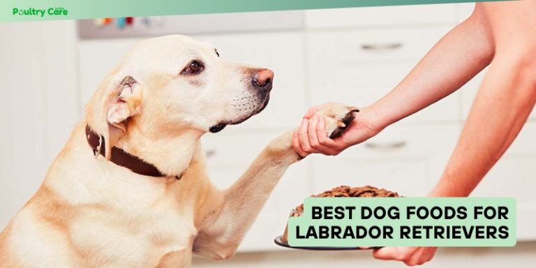 The 10 Best Dog Foods For Labrador Retrievers To Buy In 2025