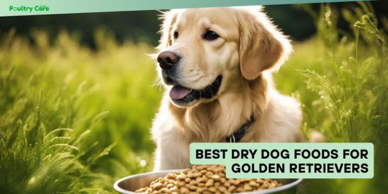 8 Best Dry Dog Foods For Golden Retrievers In 2026 - Poultry Care Sunday