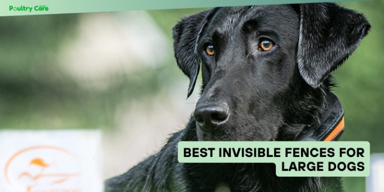 Top 8 Best Invisible Fences For Large Dogs To Buy In 2025