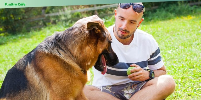 Herding Dog Breeds: Great Helpers for the Homestead - Ultimate Guide