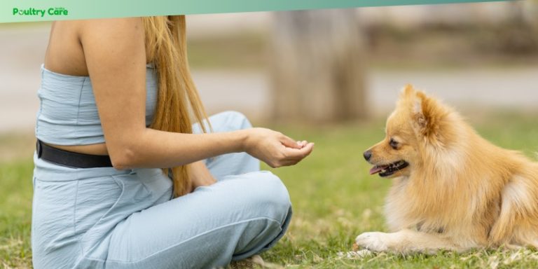 Positive Reinforcement Training Explained: Transform Your Pet's Behavior