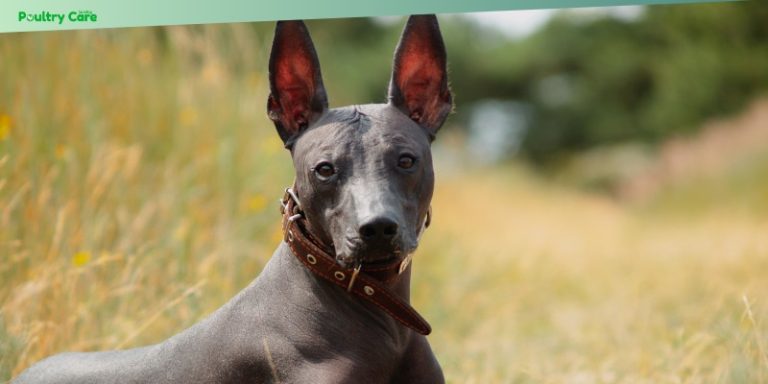 Rare Dog Breeds You’ve Probably Never Heard Of: Discover Unique Canines