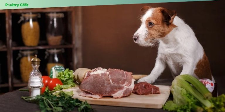 Raw Food Diets: Pros And Cons - Essential Insights