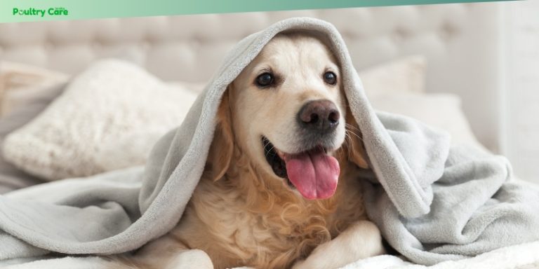 Winter Dog Care Tips for Cold Weather Protection: Keep Your Pup Safe