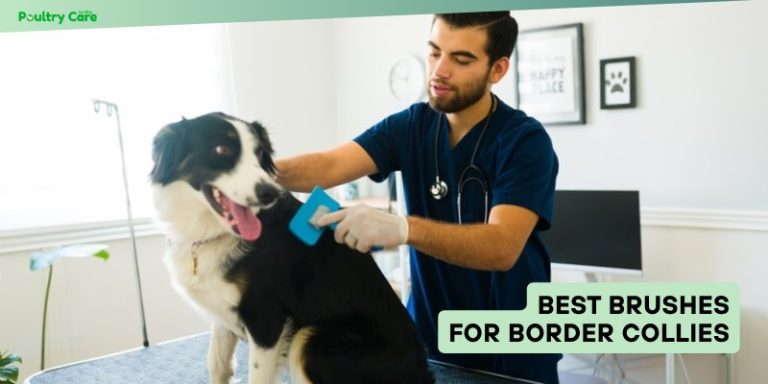 Our 8 Best Brushes For Border Collies In 2026 - Poultry Care Sunday