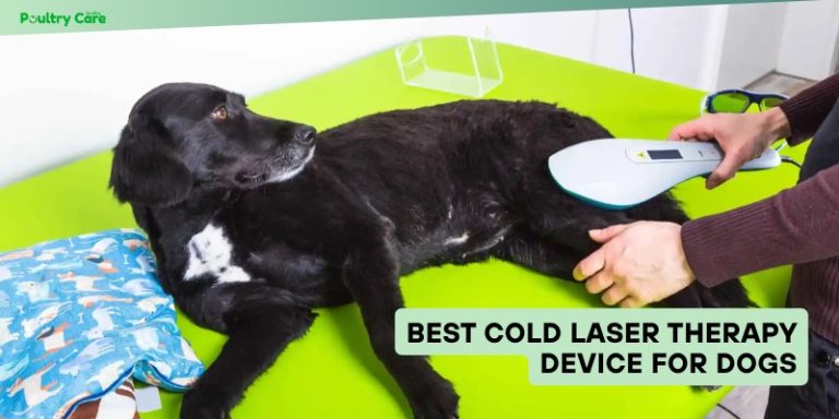 The 10 Best Cold Laser Therapy Device For Dogs To Buy In 2026