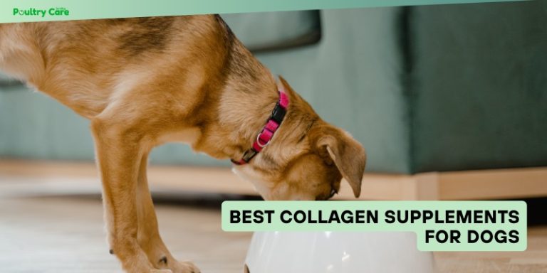 Our 10 Best Collagen Supplements For Dogs To Buy In 2025