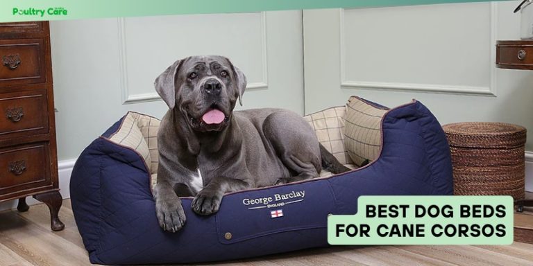 The 10 Best Dog Beds For Cane Corsos – 2025