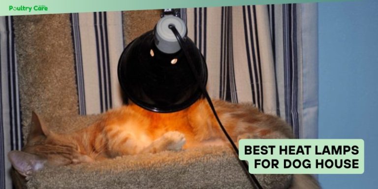 8 Best Heat Lamps For Dog House In 2026