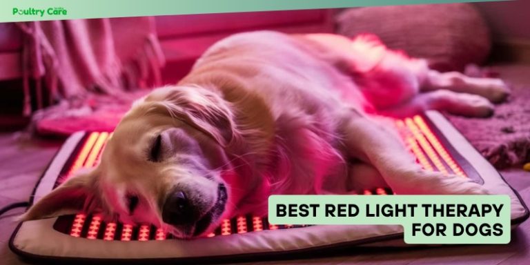 The 8 Best Red Light Therapy For Dogs To Buy In 2026
