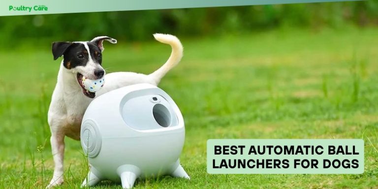 10 Best Mouse Traps For Chicken Coops In 2025 [Top Pick]