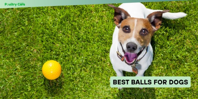 10 Best Balls For Dogs Of 2026