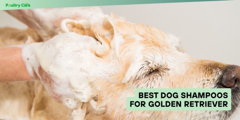Top 12 Best Dog Shampoos For Golden Retriever In 2025