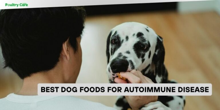 Top 8 Best Dog Foods For Autoimmune Disease 2025, According to Experts