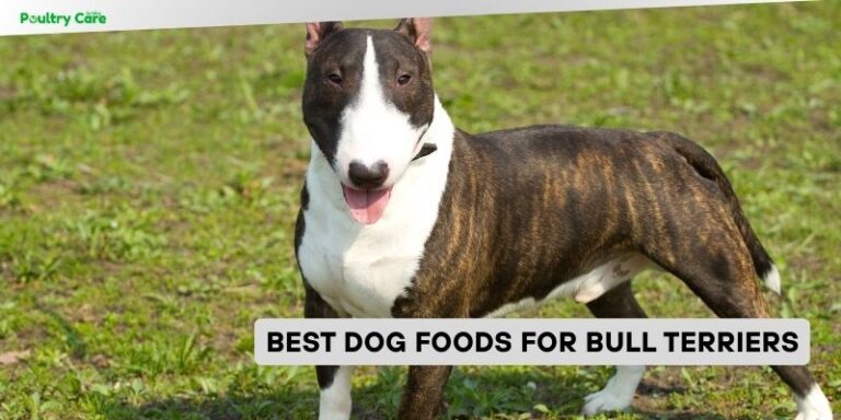 Our 8 Best Dog Foods For Bull Terriers In 2025