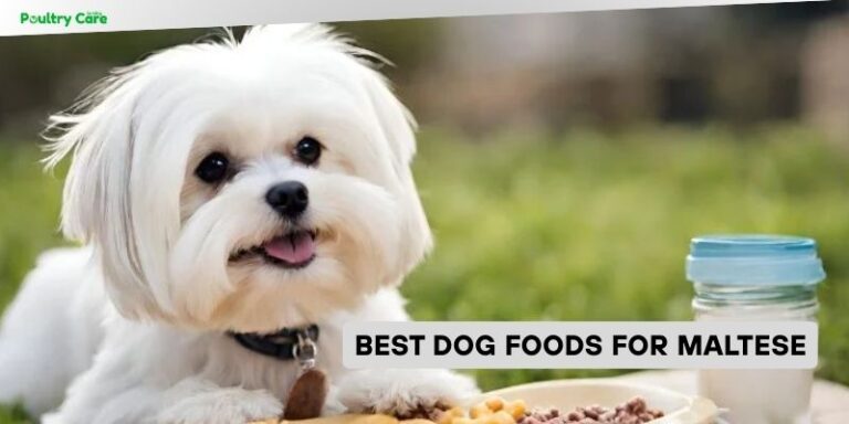 Top 10 Best Dog Foods For Maltese In 2026