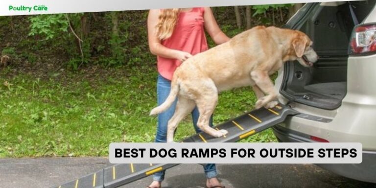 The 8 Best Dog Ramps For Outside Steps In 2025