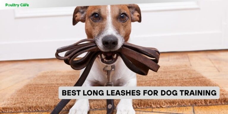 8 Best Long Leashes For Dog Training Of 2026