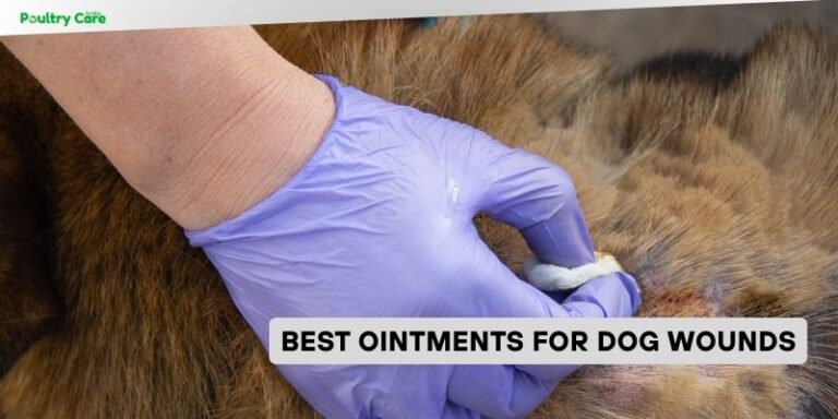 Our 8 Best Ointments For Dog Wounds (2026), Tested and Reviewed