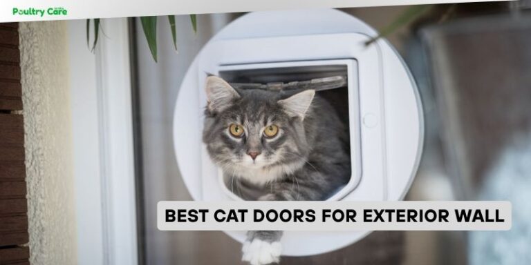 Top 10 Best Cat Doors For Exterior Wall Of 2026, Tested by Experts