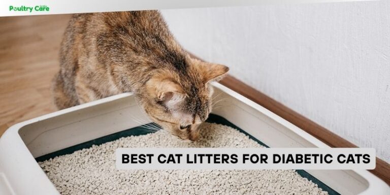 Top 10 Best Cat Litters For Diabetic Cats (2026), Tested and Reviewed
