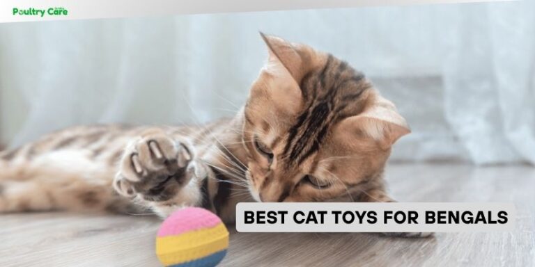 The 10 Best Cat Toys For Bengals To Buy In 2026 - Poultry Care Sunday