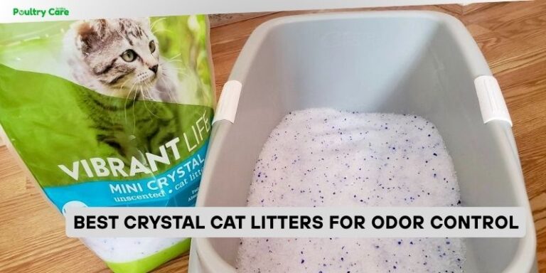 Our 10 Best Crystal Cat Litters For Odor Control 2026: Top Picks ...