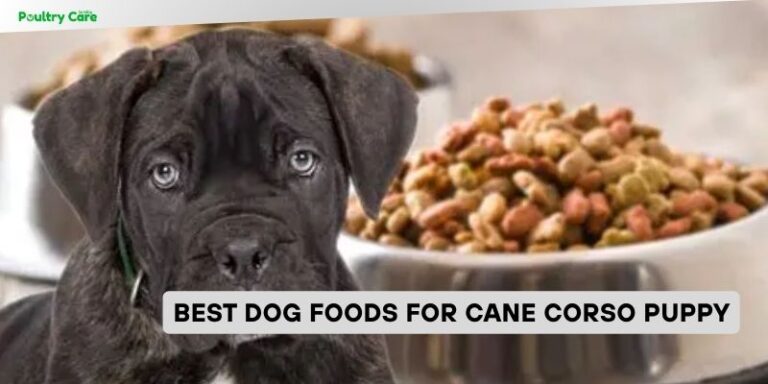 The 8 Best Dog Foods For Cane Corso Puppy – Top Picks Of 2026