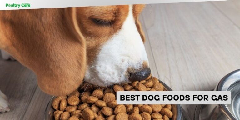 Top 8 Best Dog Foods For Gas To Buy In 2026 - Poultry Care Sunday