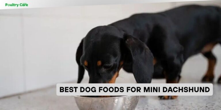8 Best Dog Foods For Mini Dachshund In 2026 – Reviews And Guide ...
