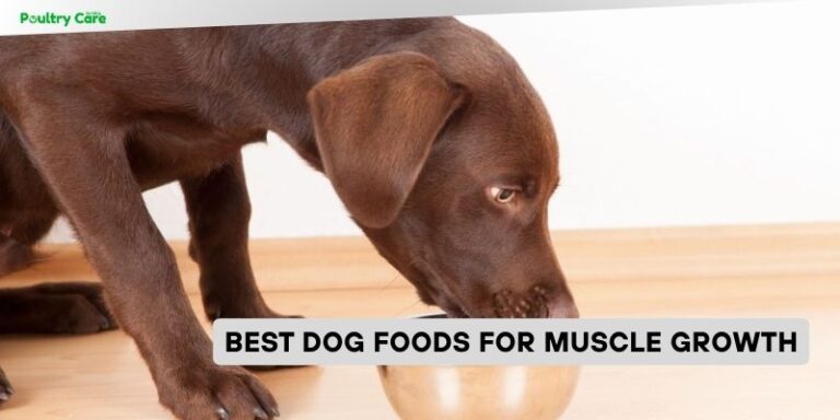 Top 8 Best Dog Foods For Muscle Growth Of 2026 - Poultry Care Sunday