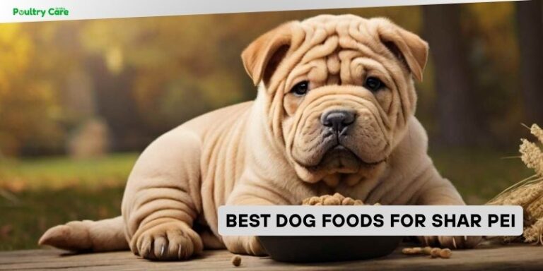 8 Best Dog Foods For Shar Pei 2025: Top Picks