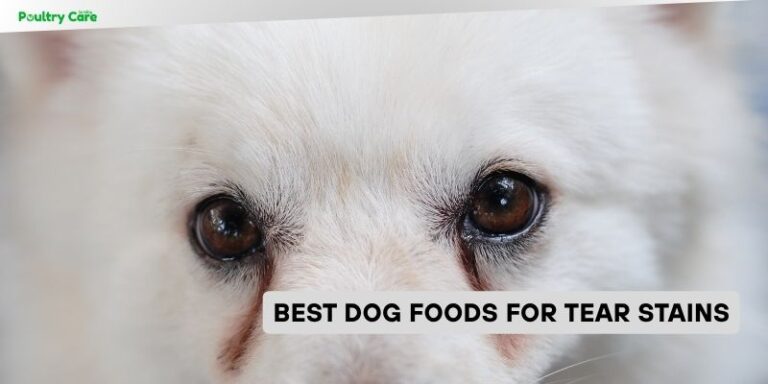 Our 8 Best Dog Foods For Tear Stains Of 2026 - Poultry Care Sunday