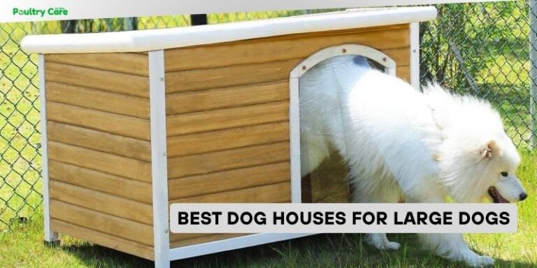 The 8 Best Dog Houses For Large Dogs – Top Picks Of 2026 - Poultry Care ...