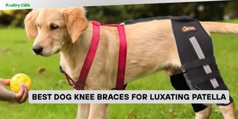 The 8 Best Dog Knee Braces For Luxating Patella In 2026 - Poultry Care ...