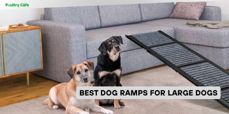 Top 8 Best Dog Ramps For Large Dogs 2026: Top Picks - Poultry Care Sunday