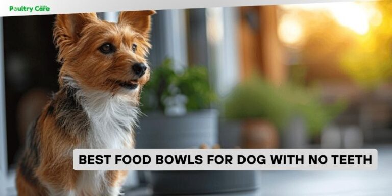 The 8 Best Food Bowls For Dog With No Teeth In 2026