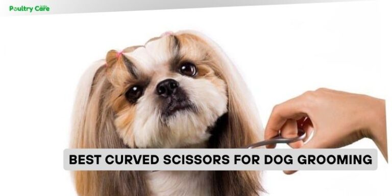 10 Best Curved Scissors For Dog Grooming (2026), Tested and Reviewed