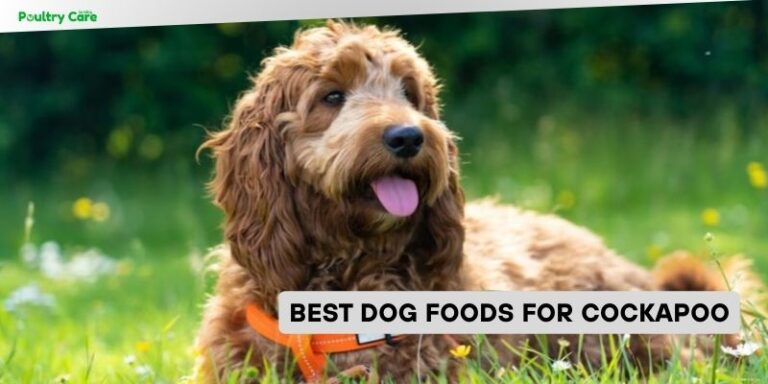 Our 10 Best Dog Foods For Cockapoo In 2026 – Reviews And Guide