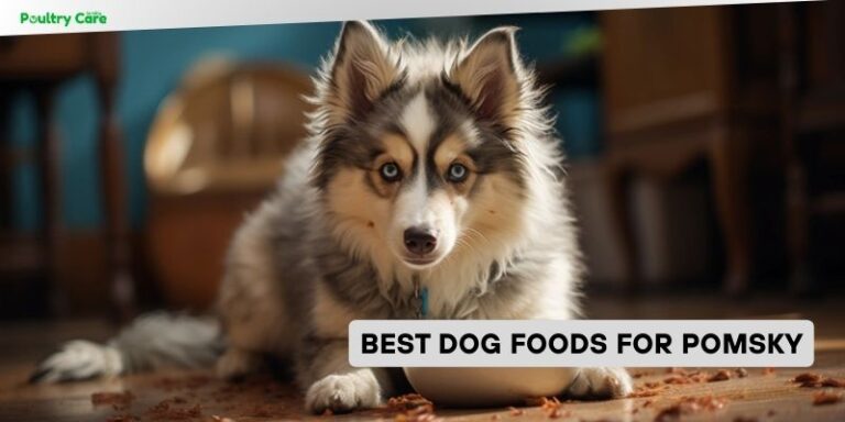 10 Best Dog Foods For Pomsky In 2026 – Reviews And Guide